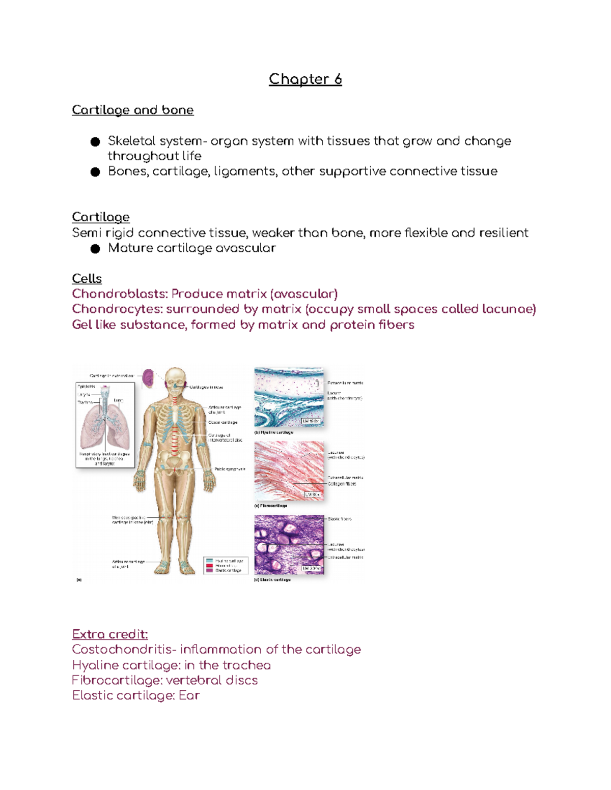 Anatomy Notes 6-12 - Chapter 6 Cartilage and bone Skeletal system ...