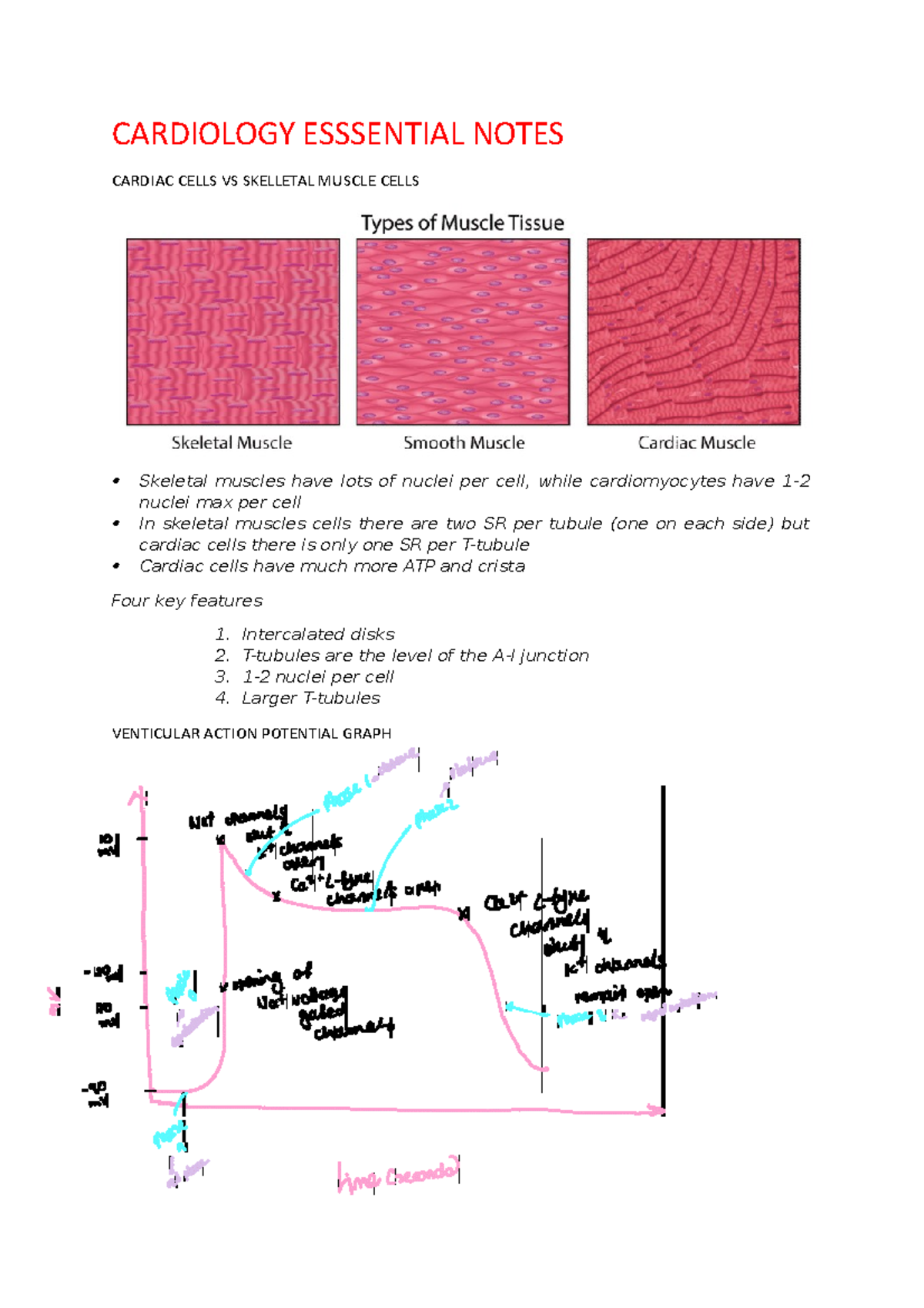 Cardiology Esssential Notes - CARDIOLOGY ESSSENTIAL NOTES CARDIAC CELLS ...