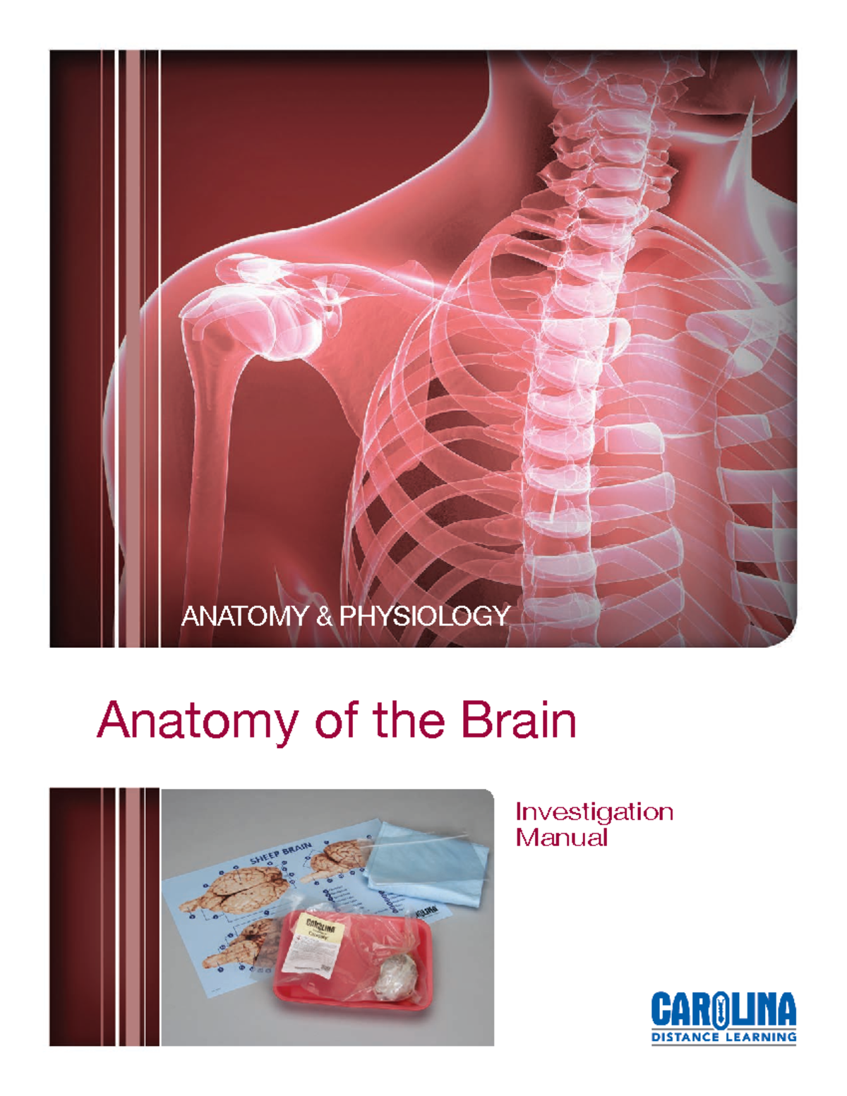 580522 Anatomy of the Brain V2 - ANATOMY & PHYSIOLOGY Anatomy of the ...