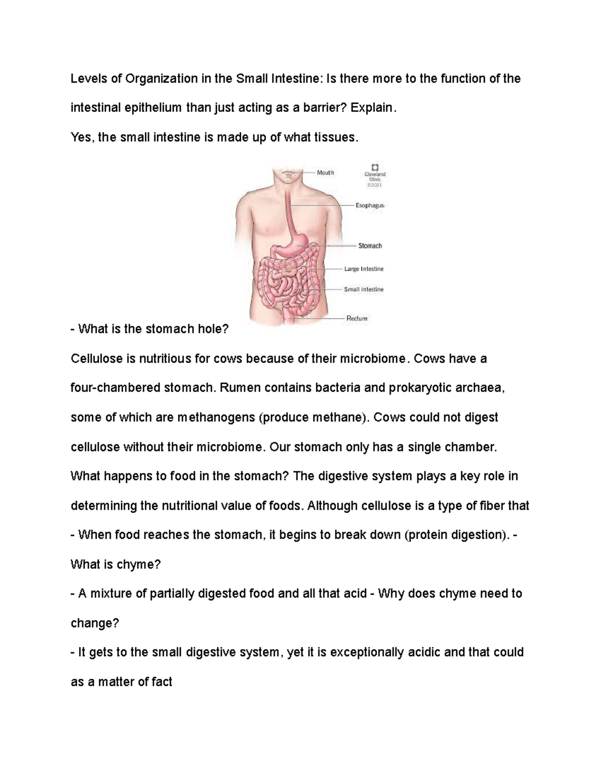 Intestin bio - Levels of Organization in the Small Intestine: Is there ...