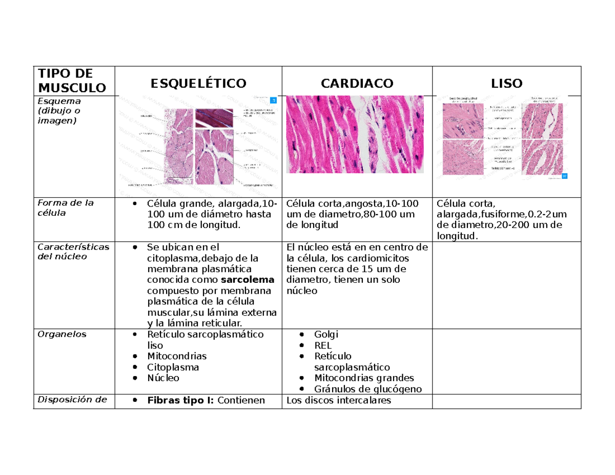 Tabla Musculo - TIPO DE MUSCULO ESQUELÉTICO CARDIACO LISO Esquema ...