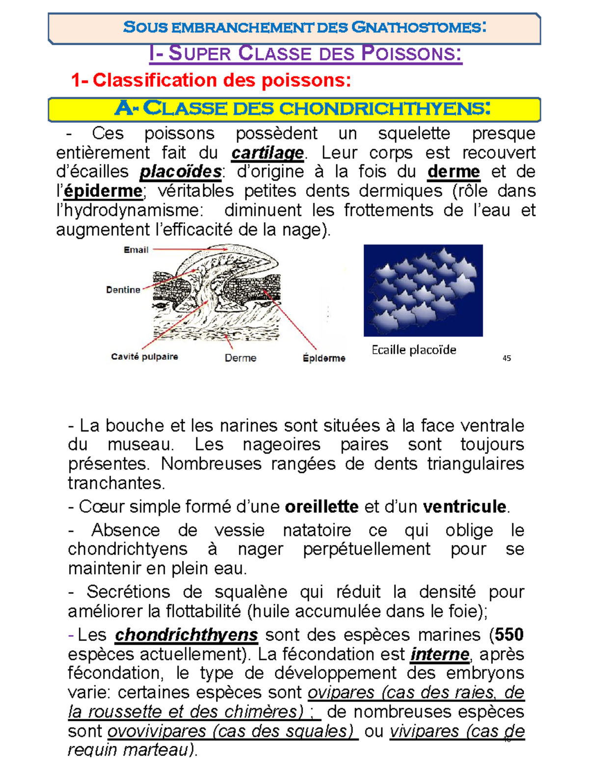 Séance III - BOV - SOUS EMBRANCHEMENT DES GNATHOSTOMES: I- SUPER CLASSE DES POISSONS: 1- - Studocu