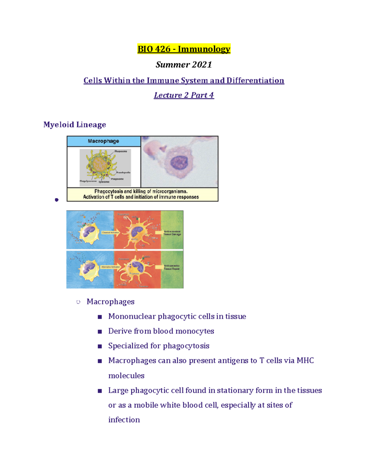 BIO 426 Lecture 2 Part 4 - Summer 2021 - BIO 426 - Immunology Summer 2021 Cells Within the ...