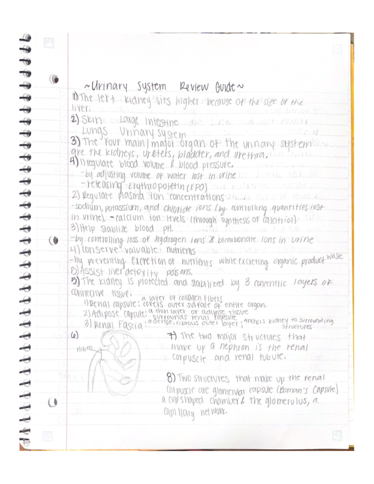 ~Urinary System Review Guide~ - BIO-211 - Studocu
