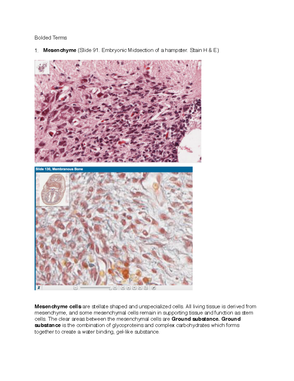 HIsto lab exam 2 - Bolded Terms 1. Mesenchyme (Slide 91. Embryonic ...