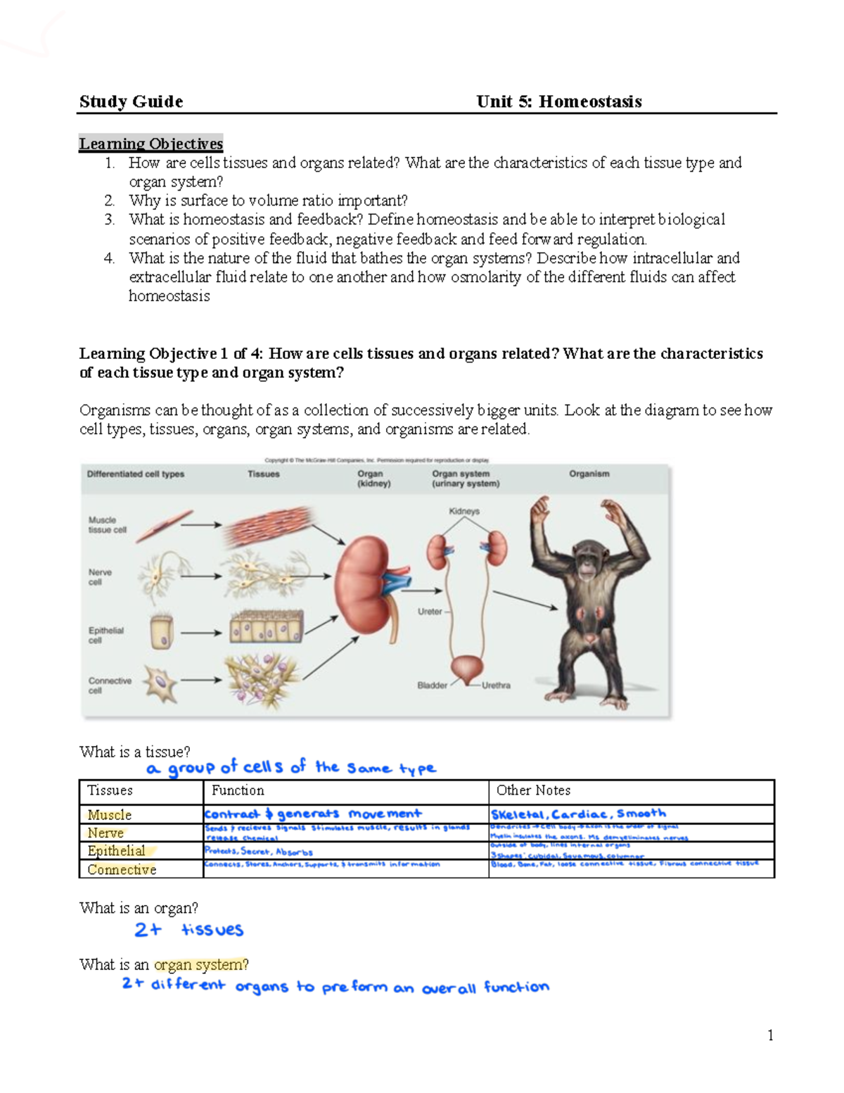 Homeostasis Notes - Professor Hartley - Study Guide Unit 5: Homeostasis ...