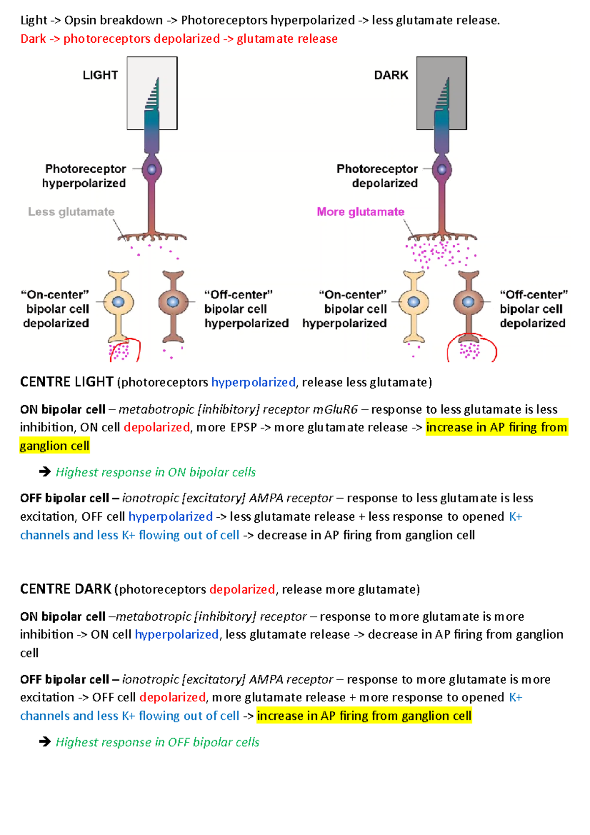 Vision - Light -> Opsin breakdown -> Photoreceptors hyperpolarized ...