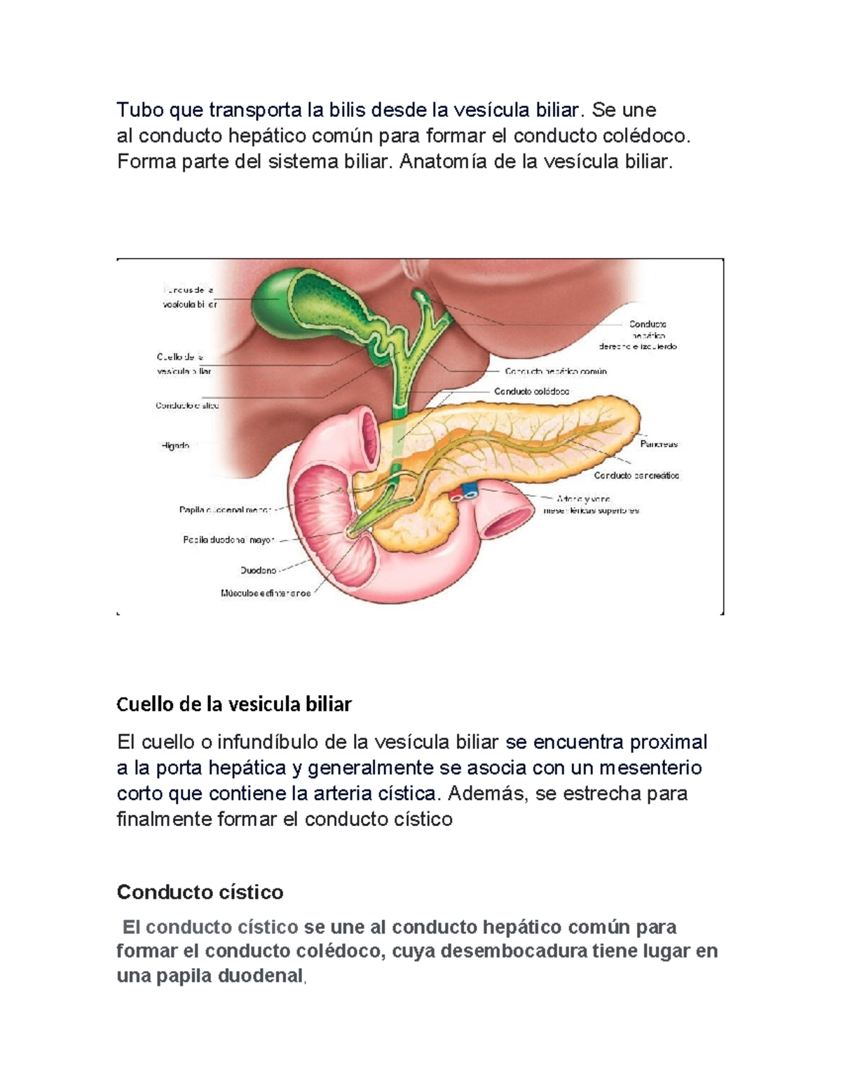 Tubo que transporta la bilis desde la vesícula biliar - Se une al ...
