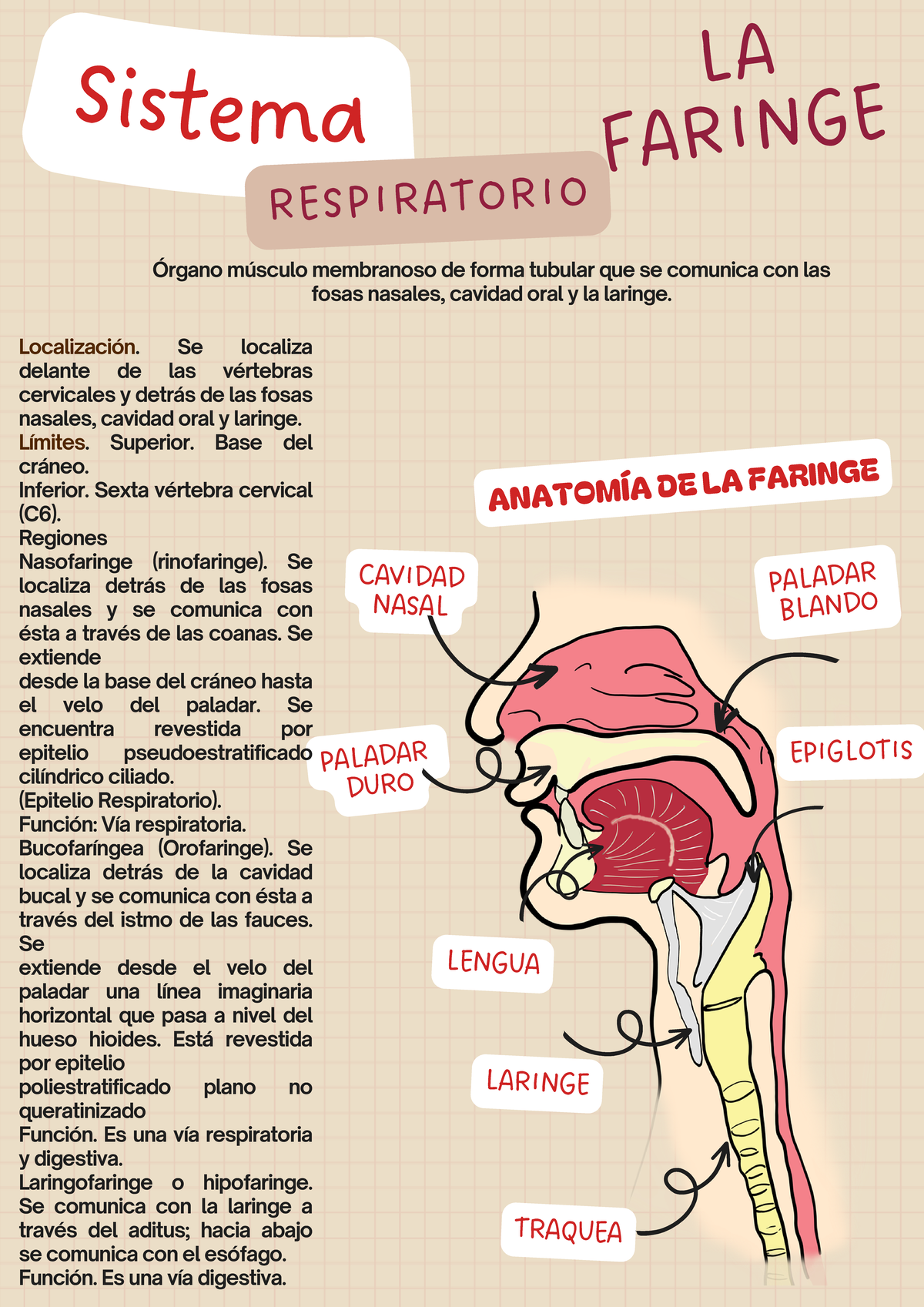 Sistema Respiratorio - PALADAR DURO CAVIDAD NASAL LENGUA EPIGLOTIS ...