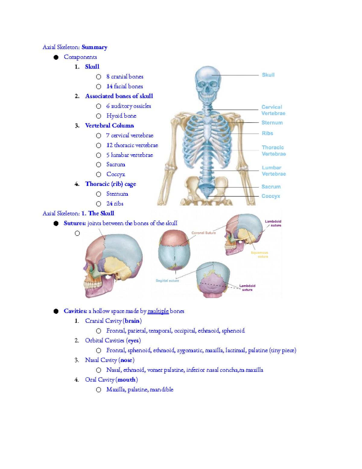 The Axial Skeleton (Ch 8) - Axial Skeleton: Summary Components 1. Skull ...