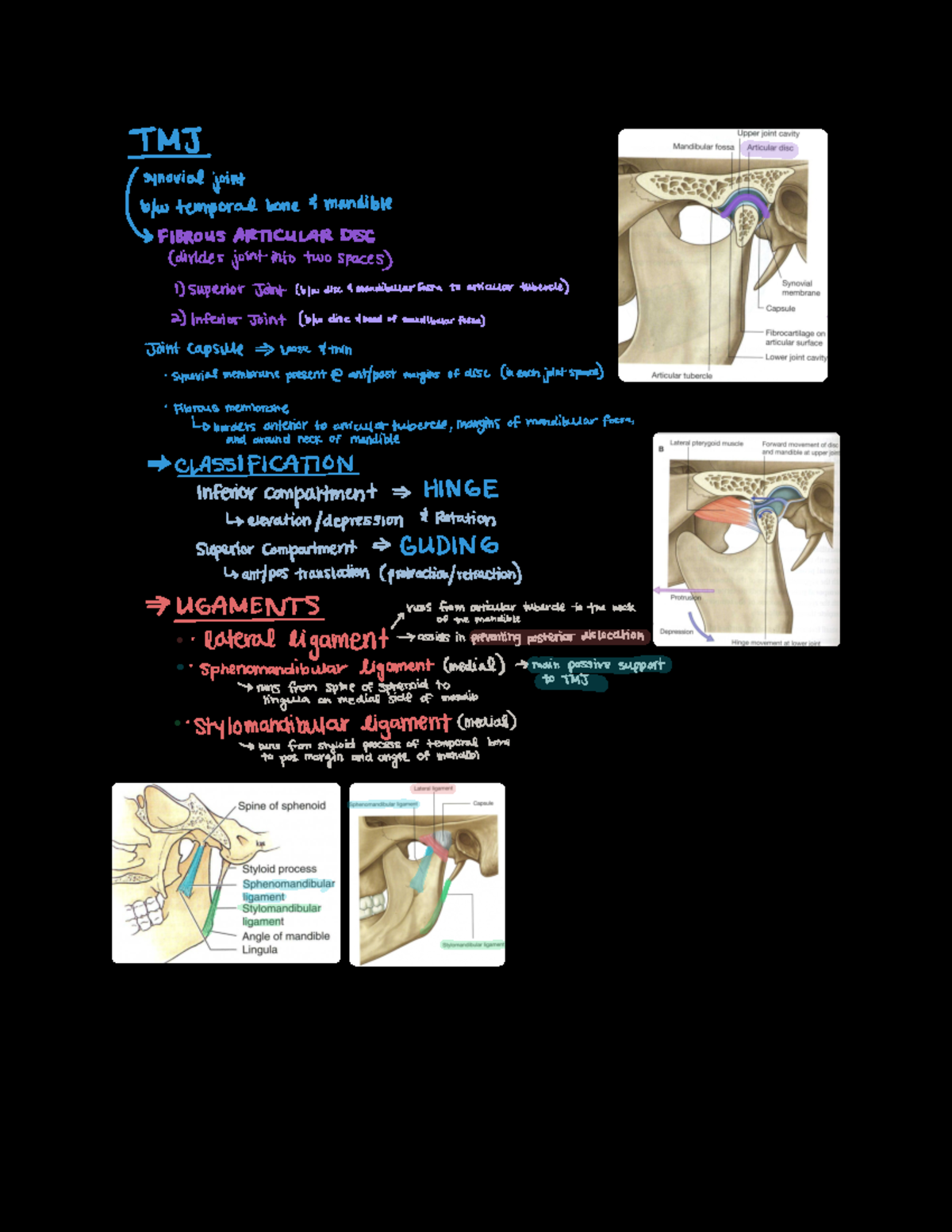 TMJ - Dr. Grace Matsuda Functional Anatomy I - TMI synovial joint w ...