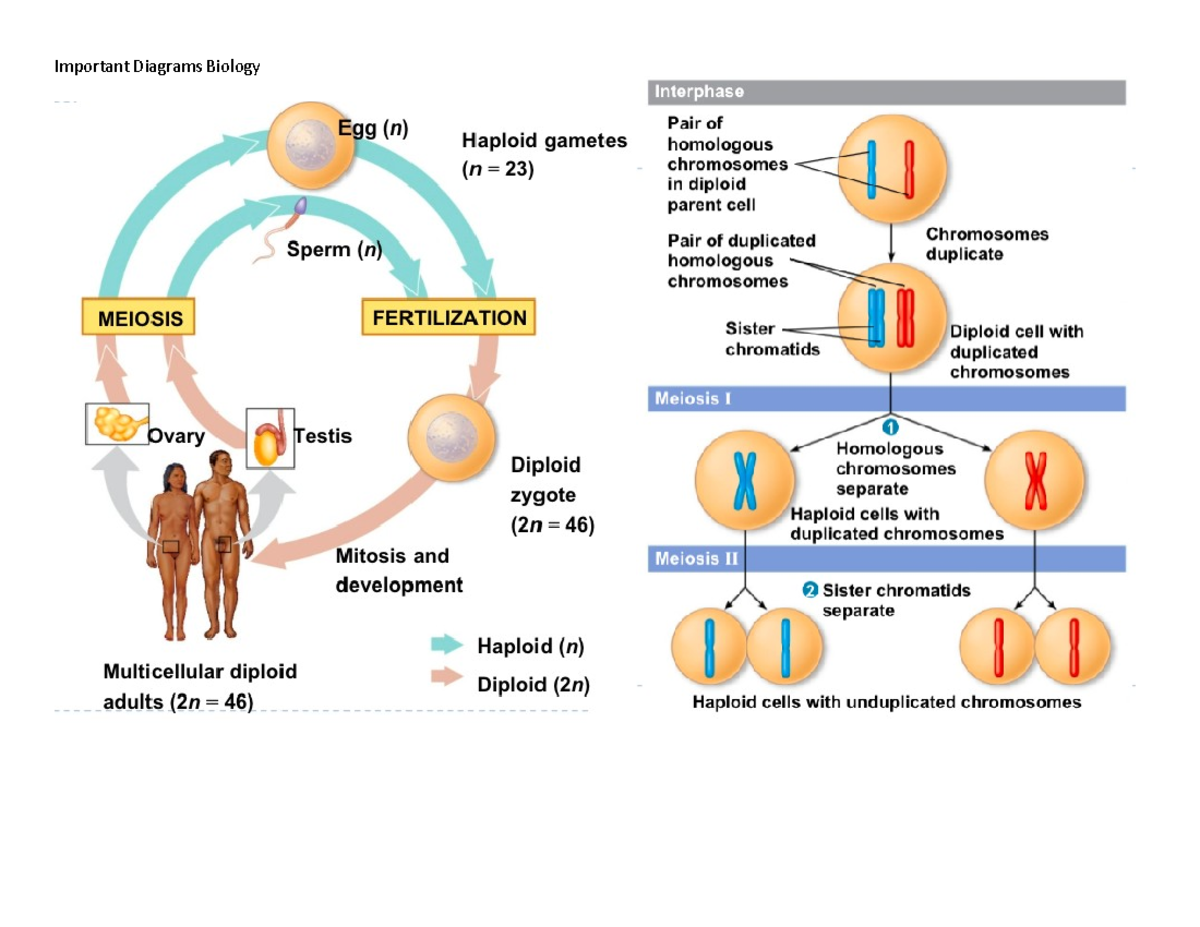 Important Diagrams Biology - 311C - Studocu