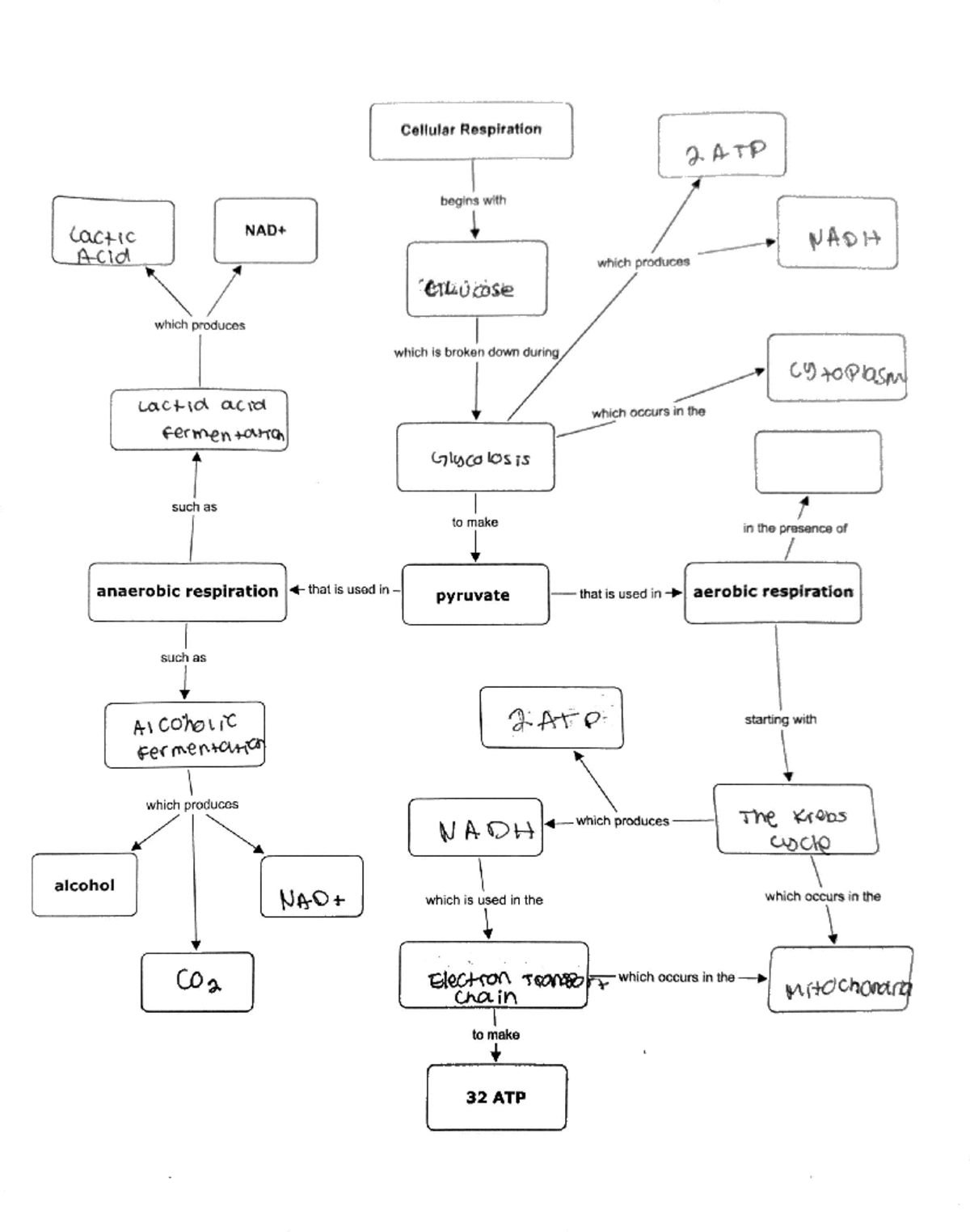 Cell respiration map - Cellular Respiration 2ATP begins with lactic ...