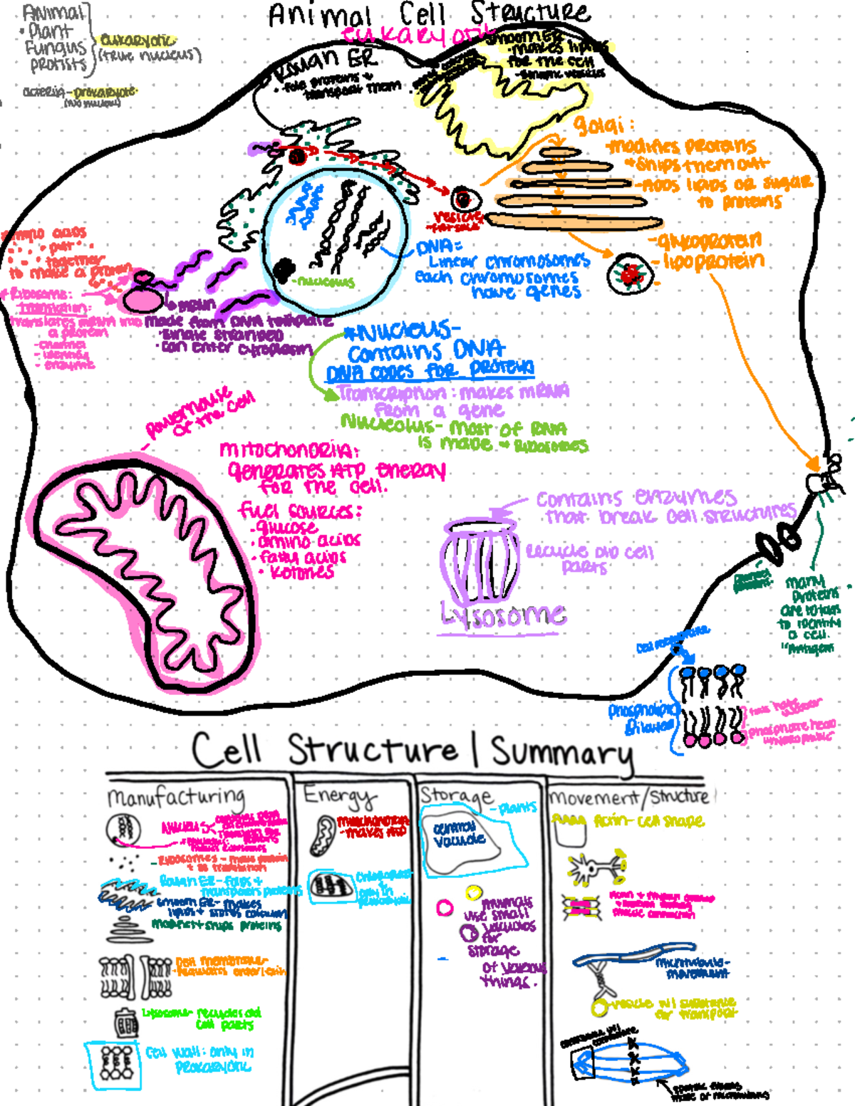 TEAS BIO P1 - Notes - Animal Animal Cell Structure Plant } eukaryotic ...