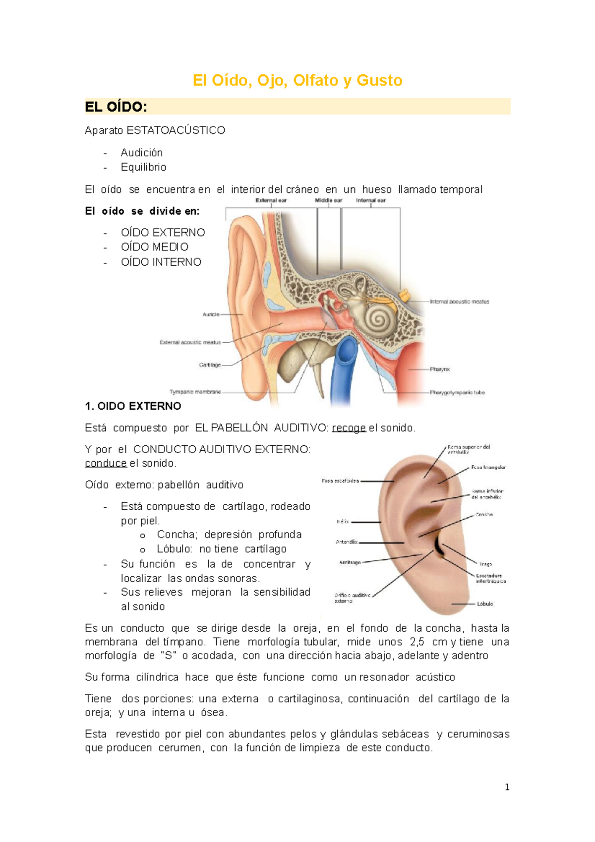 Oído- Ojo, Olfato y Gusto - El Oído, Ojo, Olfato y Gusto EL OÍDO ...
