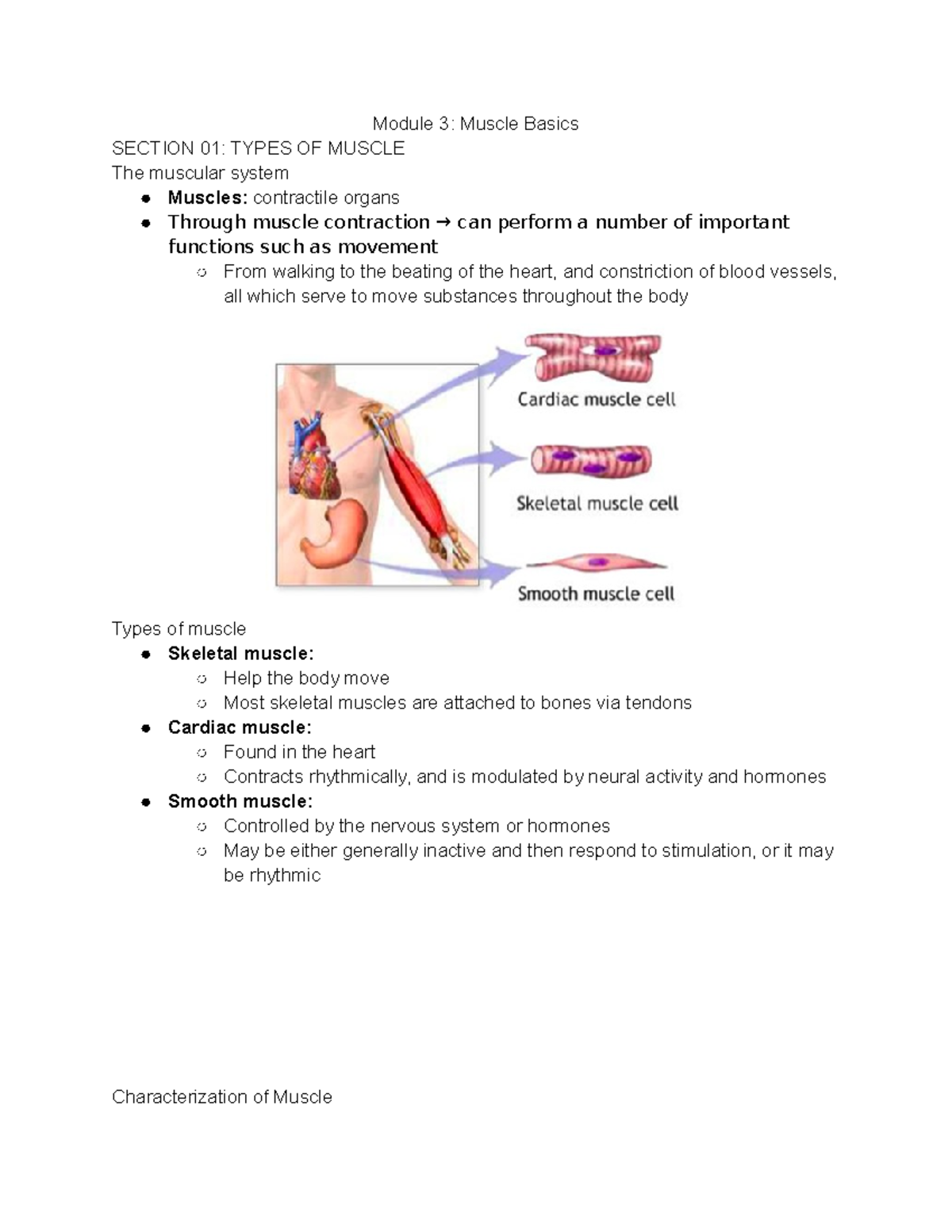 Module 3 Muscle Basics - anatomy100 - Module 3: Muscle Basics SECTION ...