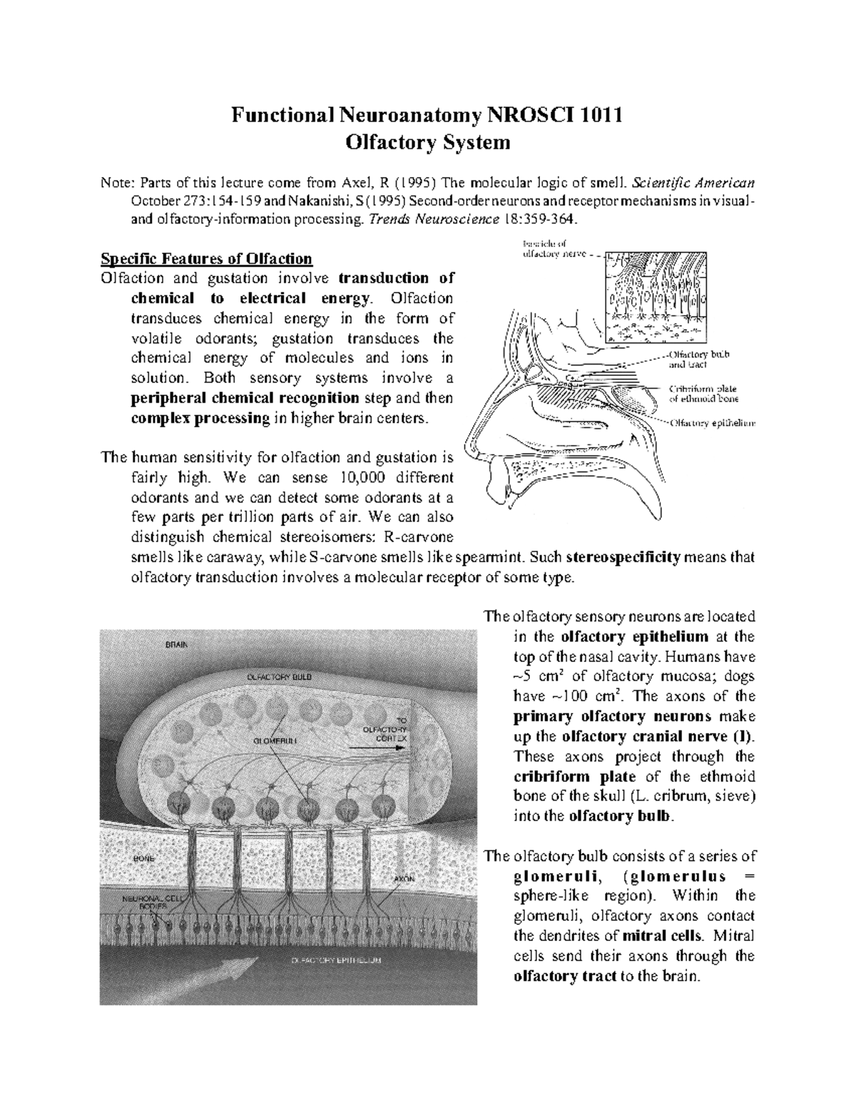 Olfactory - Dr. Sesack - Functional Neuroanatomy NROSCI 1011 Olfactory ...