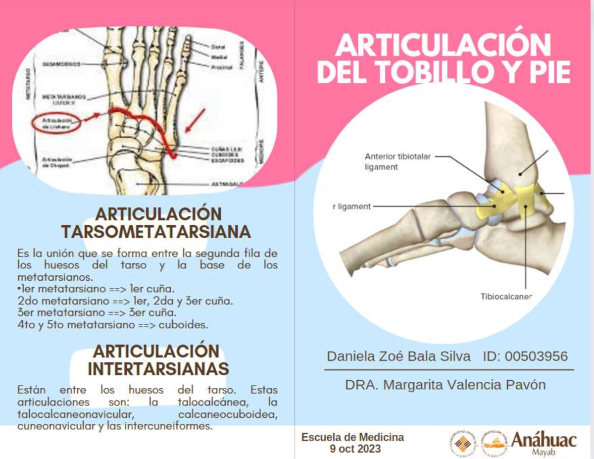 Articulación Tobillo Y PIE - Anatomía general - Studocu