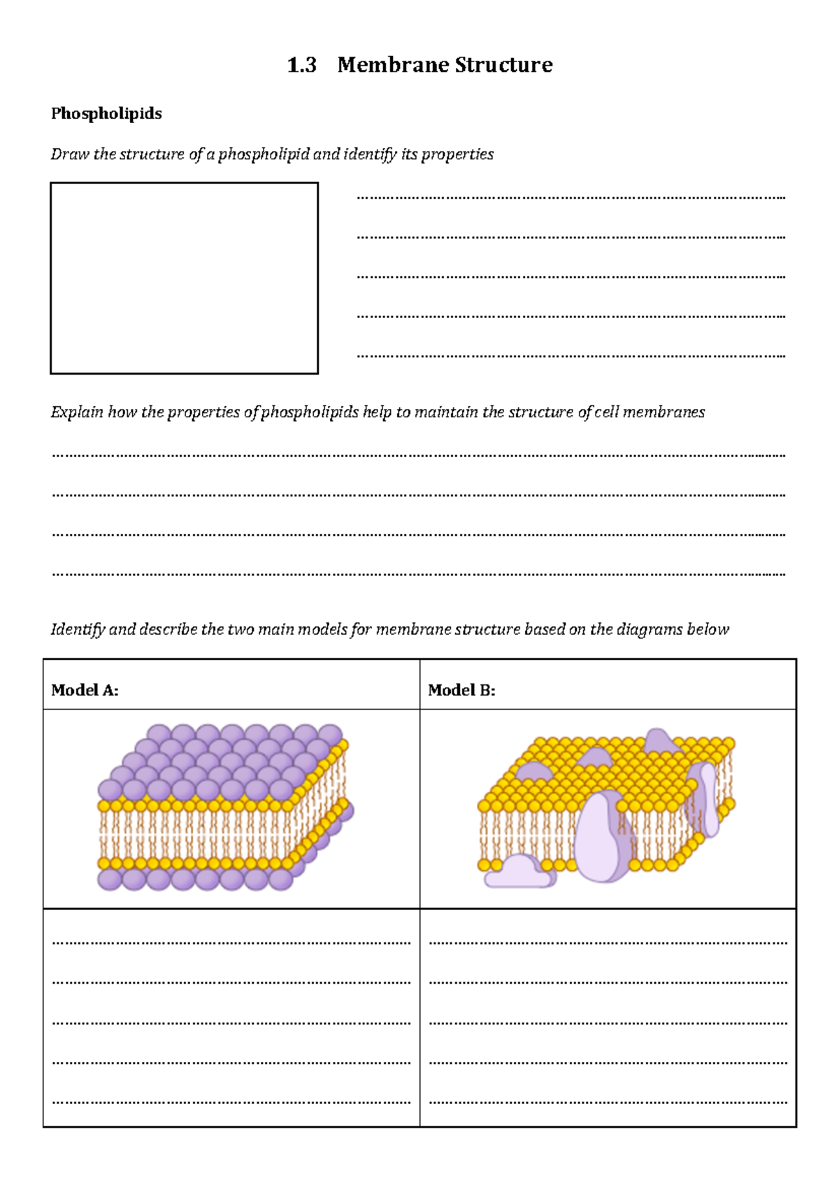 Topic 1.3 worksheet - 1 Membrane Structure Phospholipids Draw the ...