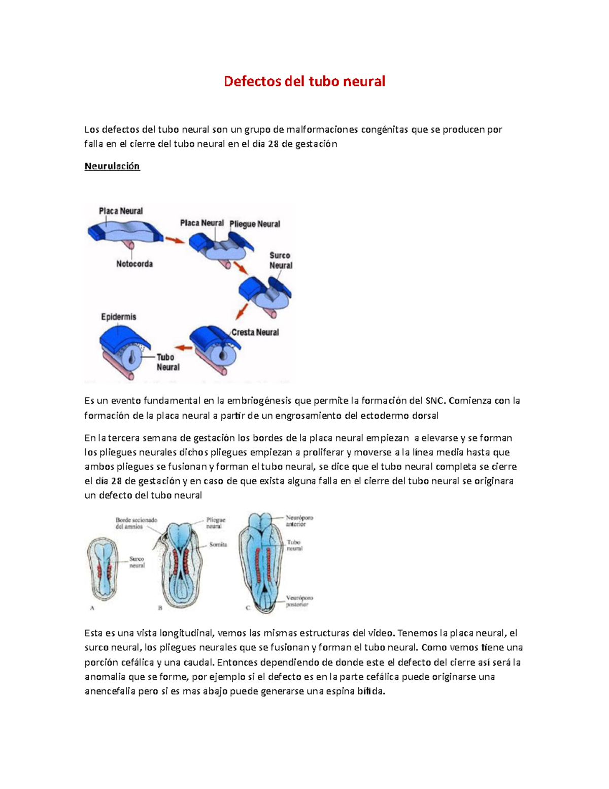 Exposicion defectos del tubo neural - Defectos del tubo neural Los ...