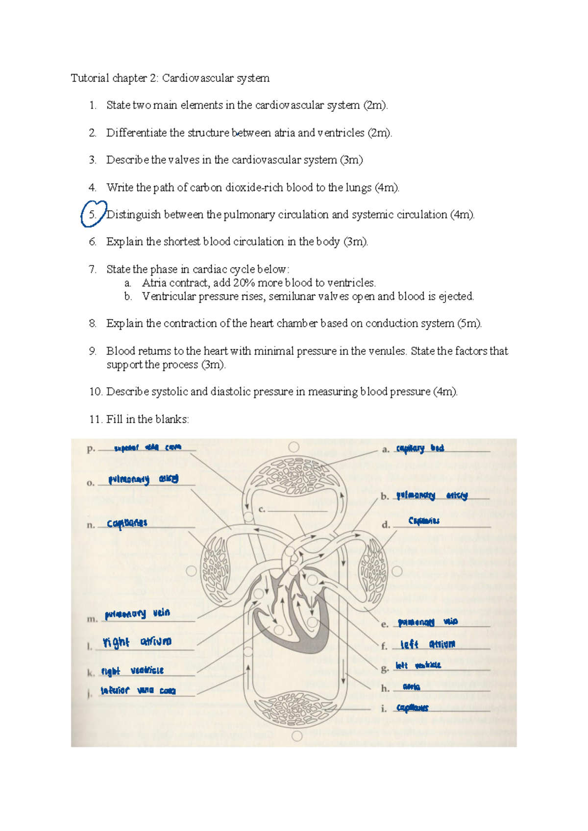 Tuto 2 bio310 - tuto - Tutorial chapter 2: Cardiovascular system 1 ...