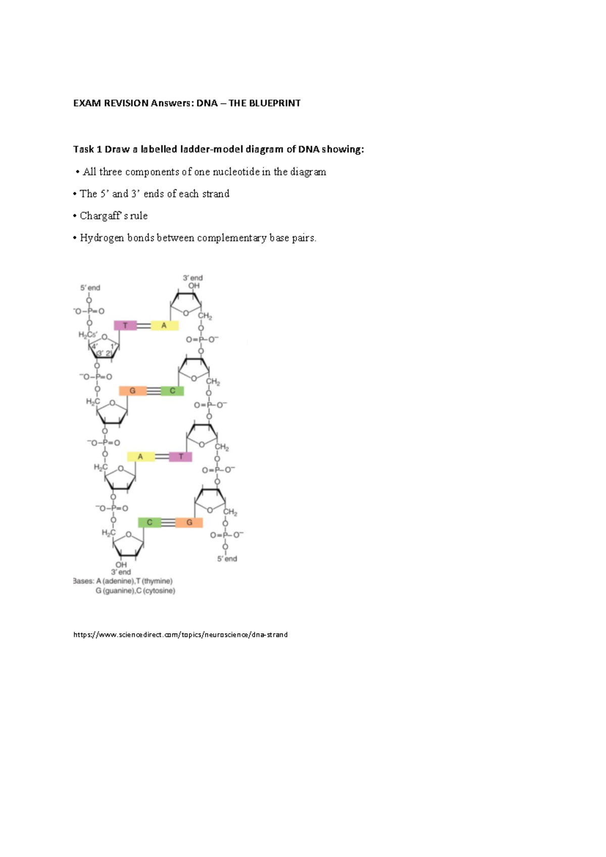 EXAM Revision Answers DNA the blueprint - EXAM REVISION Answers: DNA ...