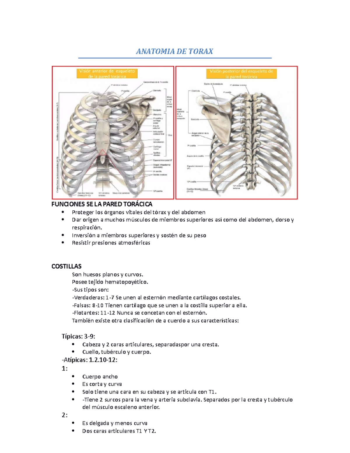 Anatomia DE Torax - ANATOMIA DE TORAX FUNCIONES SE LA PARED TORÁCICA ...