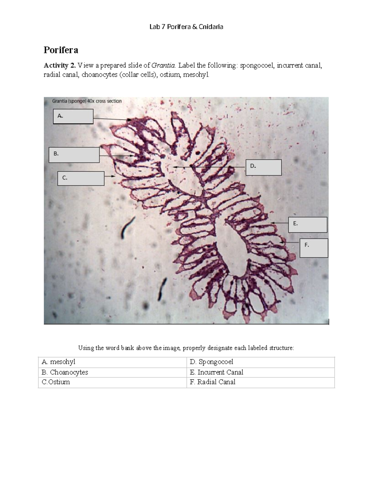 Lab 7 - Porifera_Cnidaria complete - Porifera Activity 2. View a ...