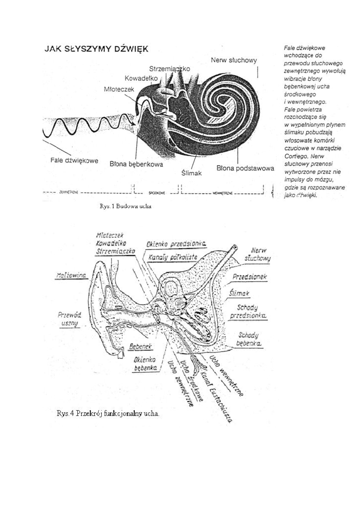 Ucho budowa uzupelnione - Jedna z funkcji ucha środkowego – funkcja ...