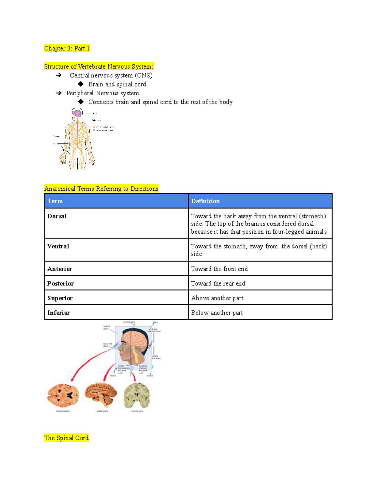 Behavioral Neuroscience Chapter 3 - Chapter 3: Part 1 Structure of ...