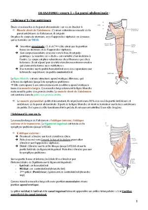 EO ANAT 4 - Neuroanatomie - 5) Neuroanatomie : le système ventriculaire ...