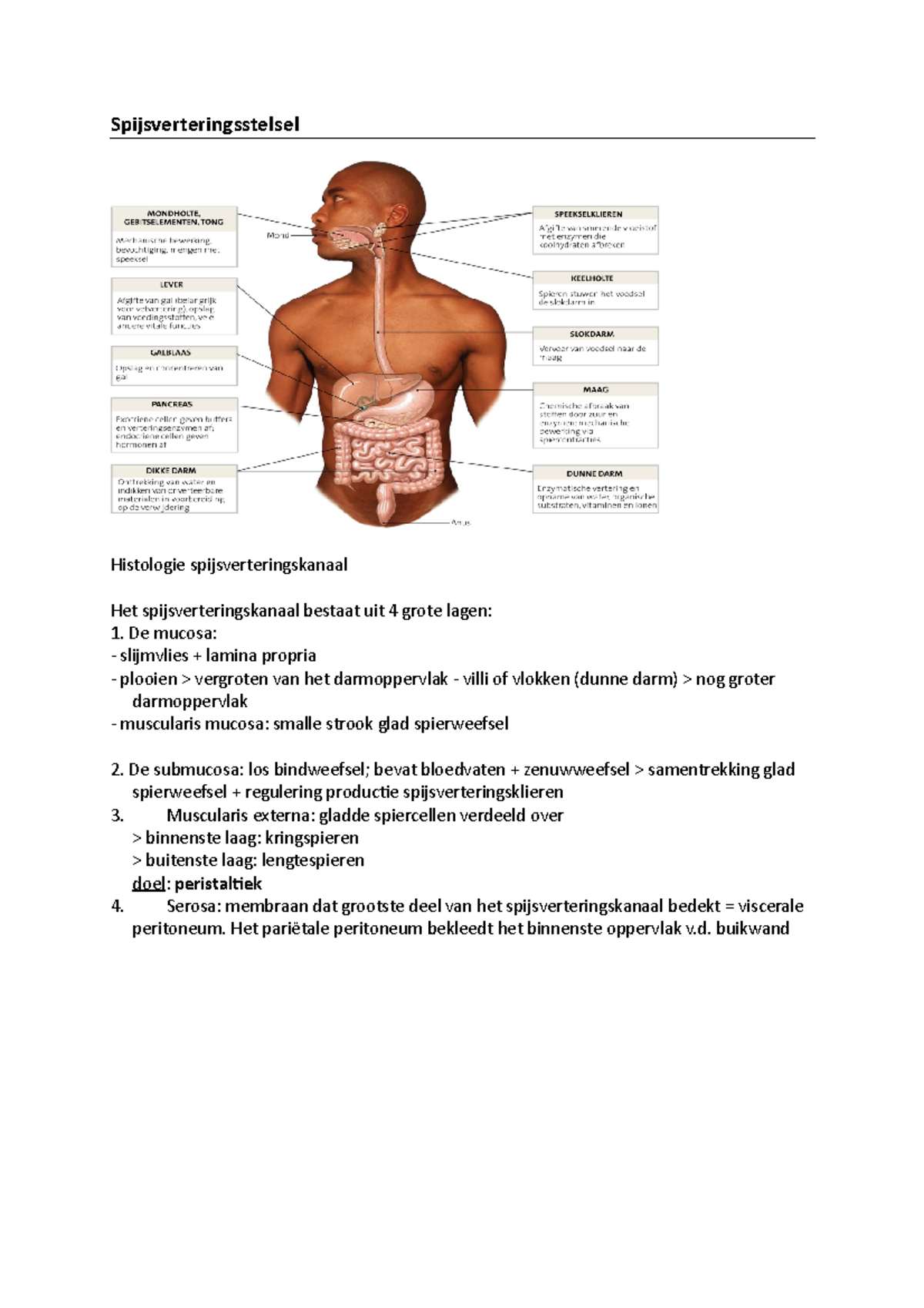 Spijsverteringsstelsel H16 - Spijsverteringsstelsel Histologie ...