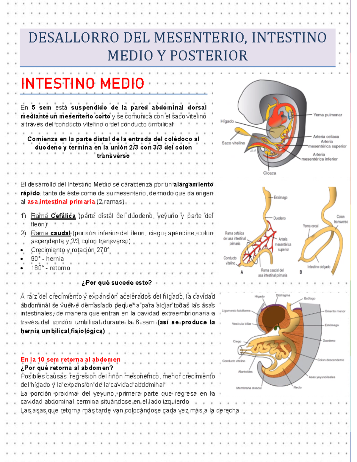 11. Embriologia Mesenterio Intestino Medio Y Posterior - DESALLORRO DEL ...