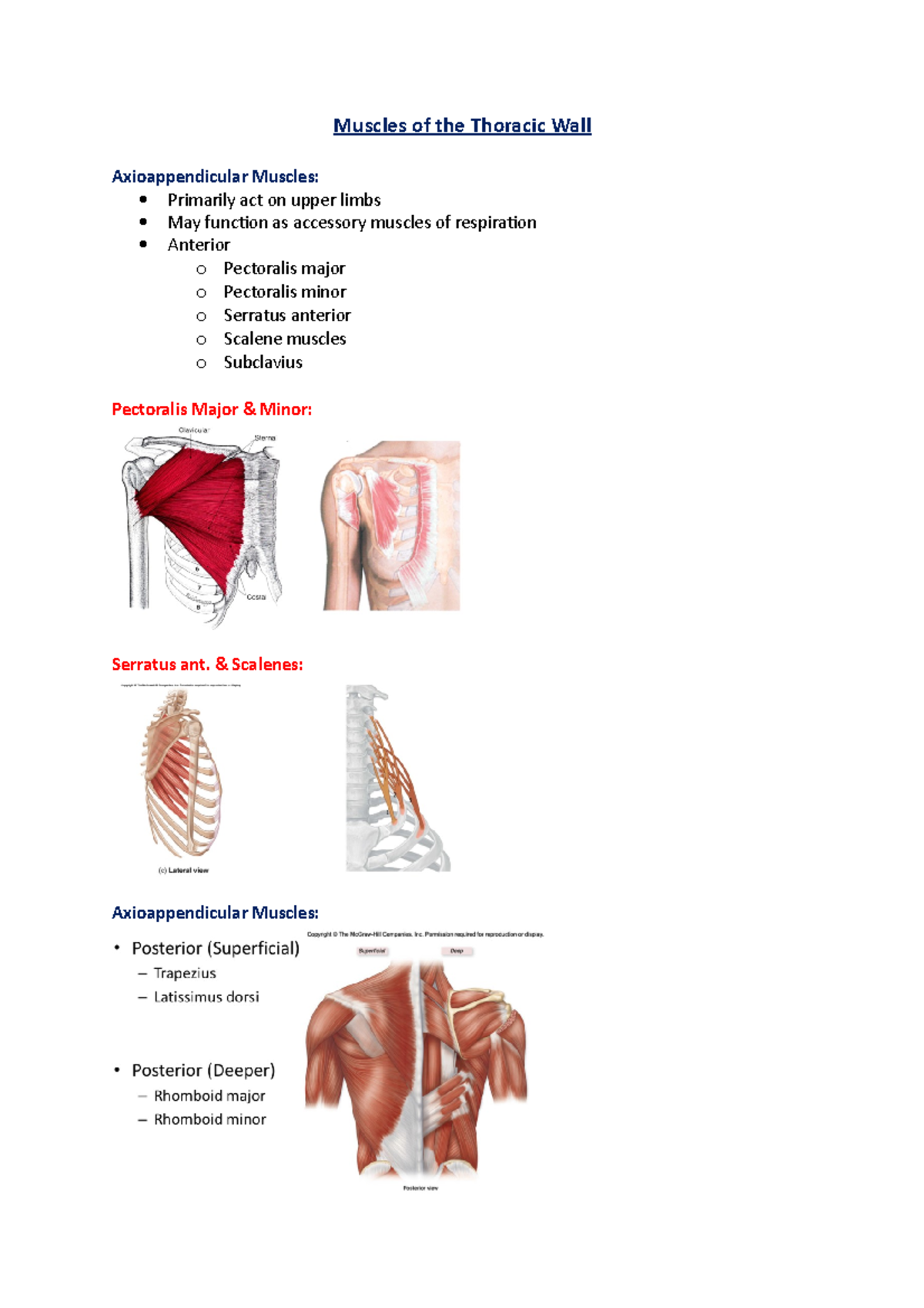 Muscles of the Thoracic Wall - Muscles of the Thoracic Wall ...