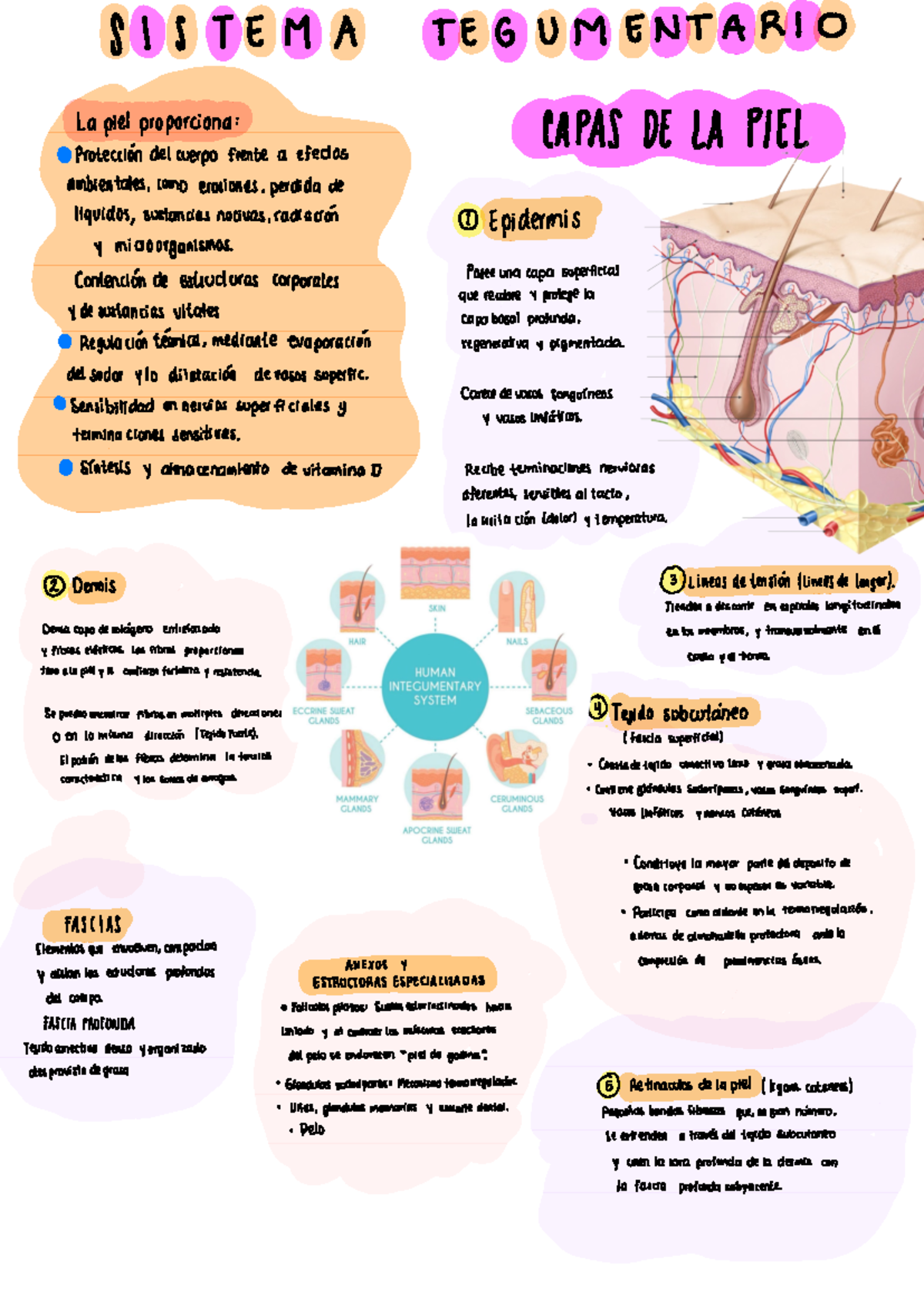 Anatomia I - Infografia anatomía - SISTEMA TEGUMENTARIO La piel proporciona : CAPAS DE LA PIEL ...