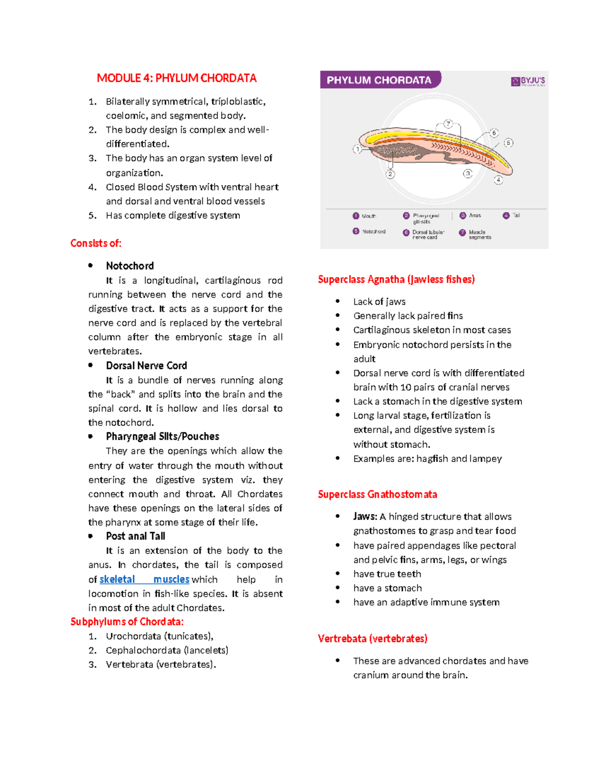 Module 4 Chordata - lecture notes - MODULE 4: PHYLUM CHORDATA 1 ...