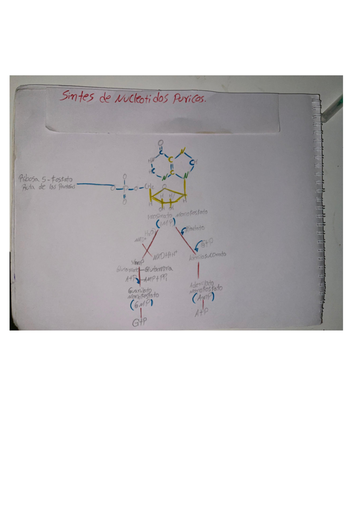Síntesis de nucleotidos puricos - Bioquímica II - Sintes de Nucleotidos ...