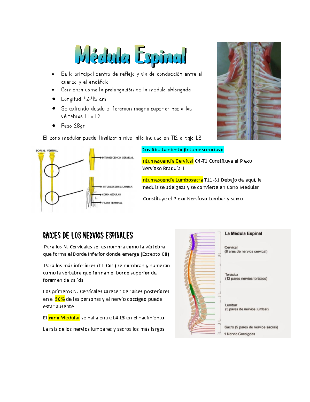 Resumen medula espinal - Es la principal centro de reflejo y vía de ...