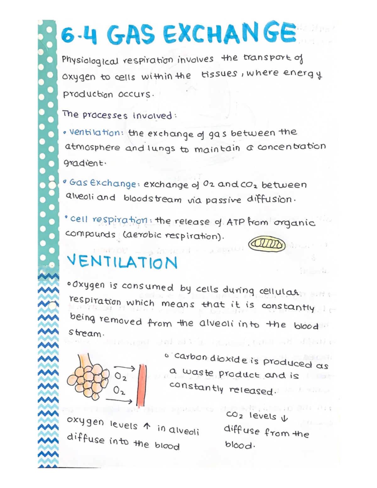 Gas exchange notes - .4 GAS EXCHANGE Physiological respiration involves ...