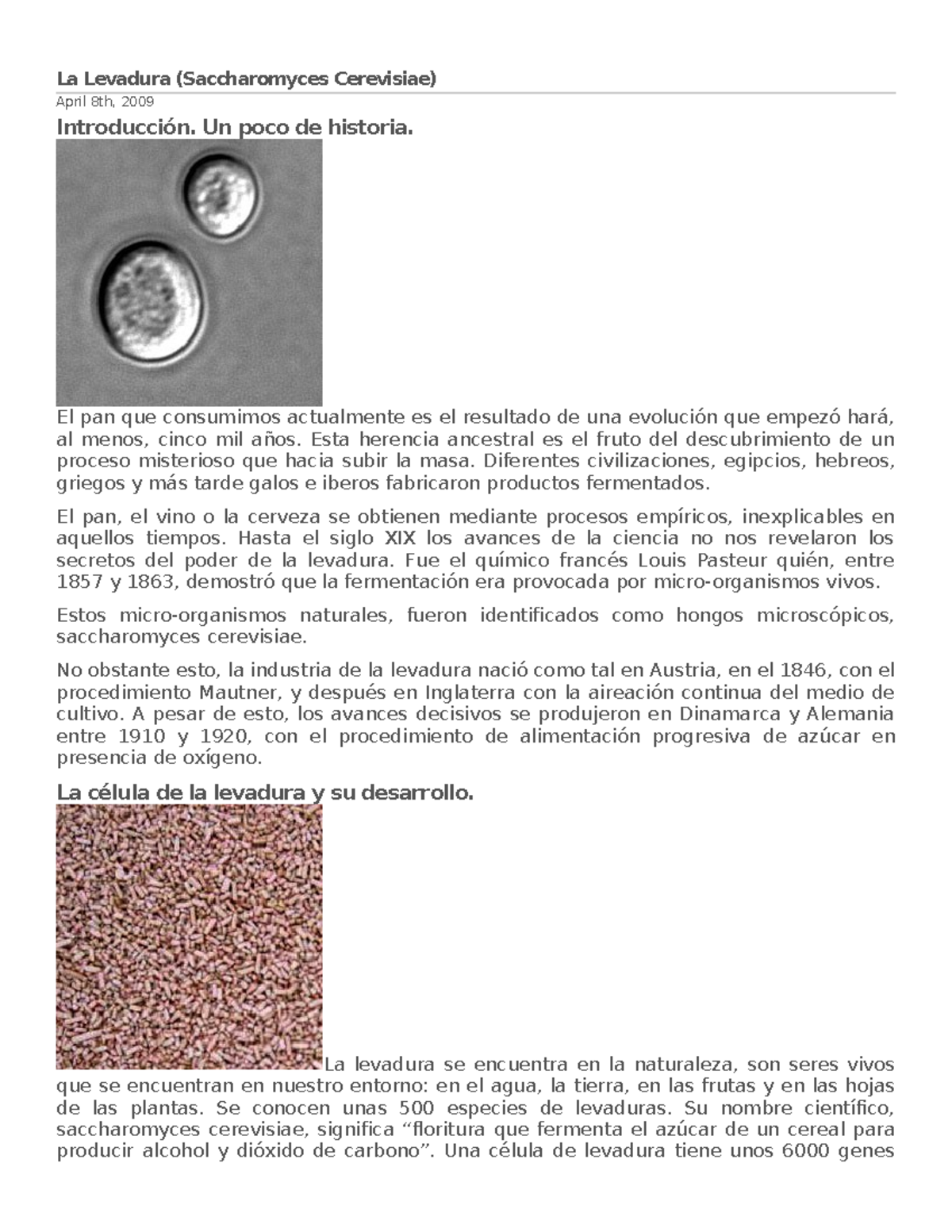 La Levadura - que son las enzimas - La Levadura (Saccharomyces ...