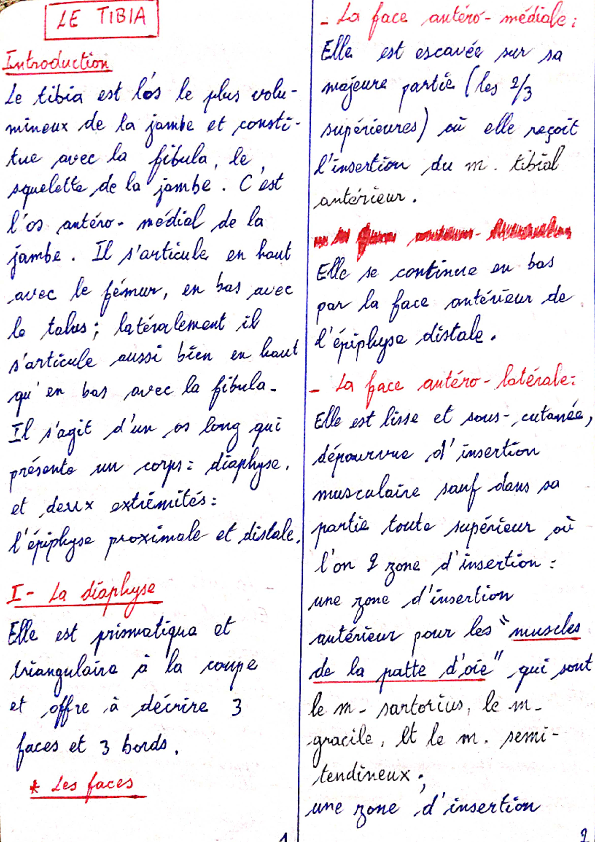 Le tibia GKTJ - LE TIBIA La face mediale Introduction Elle est escauce ...