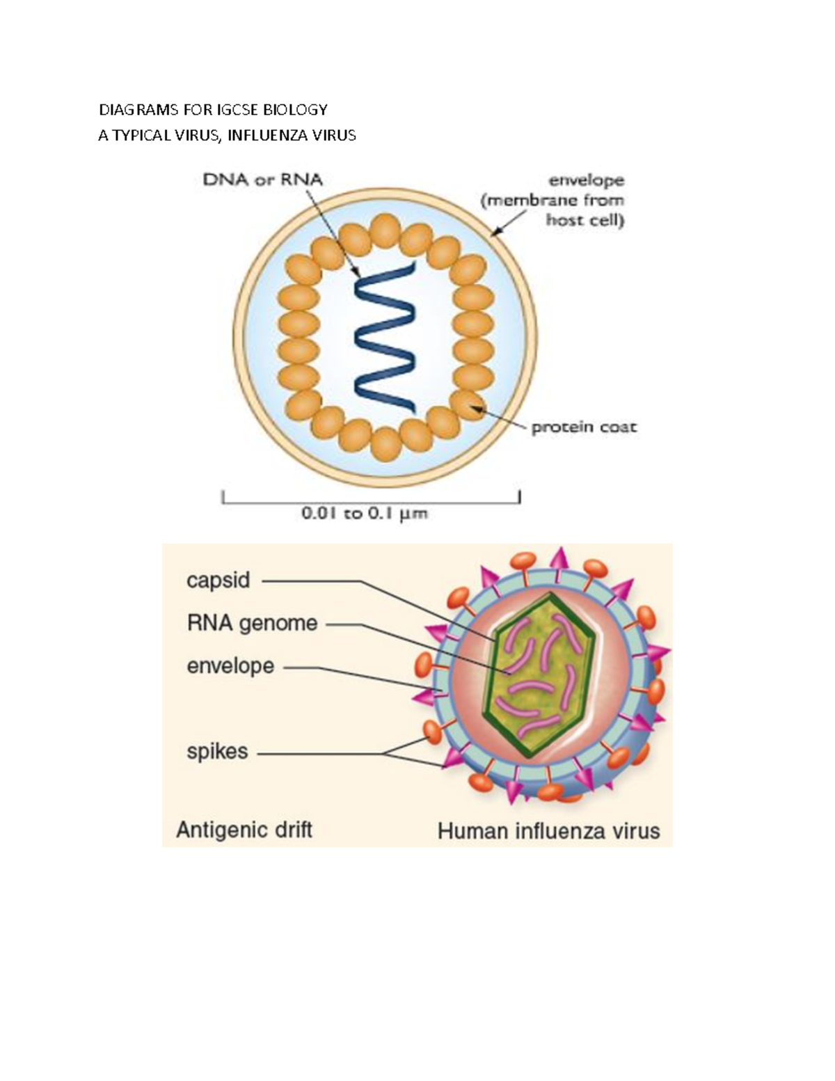 Biology all labelled diagrams - DIAGRAMS FOR IGCSE BIOLOGY A TYPICAL ...
