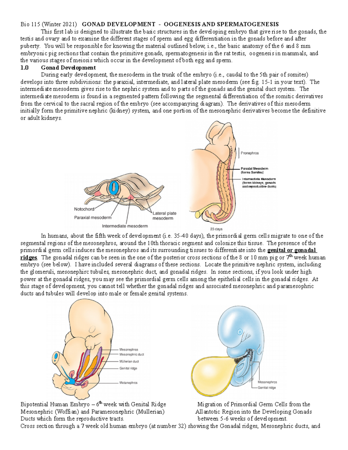 Lab 1 WS and Anatomy Guide - Bio 115 (Winter 2021) GONAD DEVELOPMENT ...