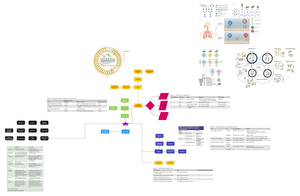 Mapa mental HHV-3 - HHV Human herpesvirus 3 Betaherpesvirinae HHV ...