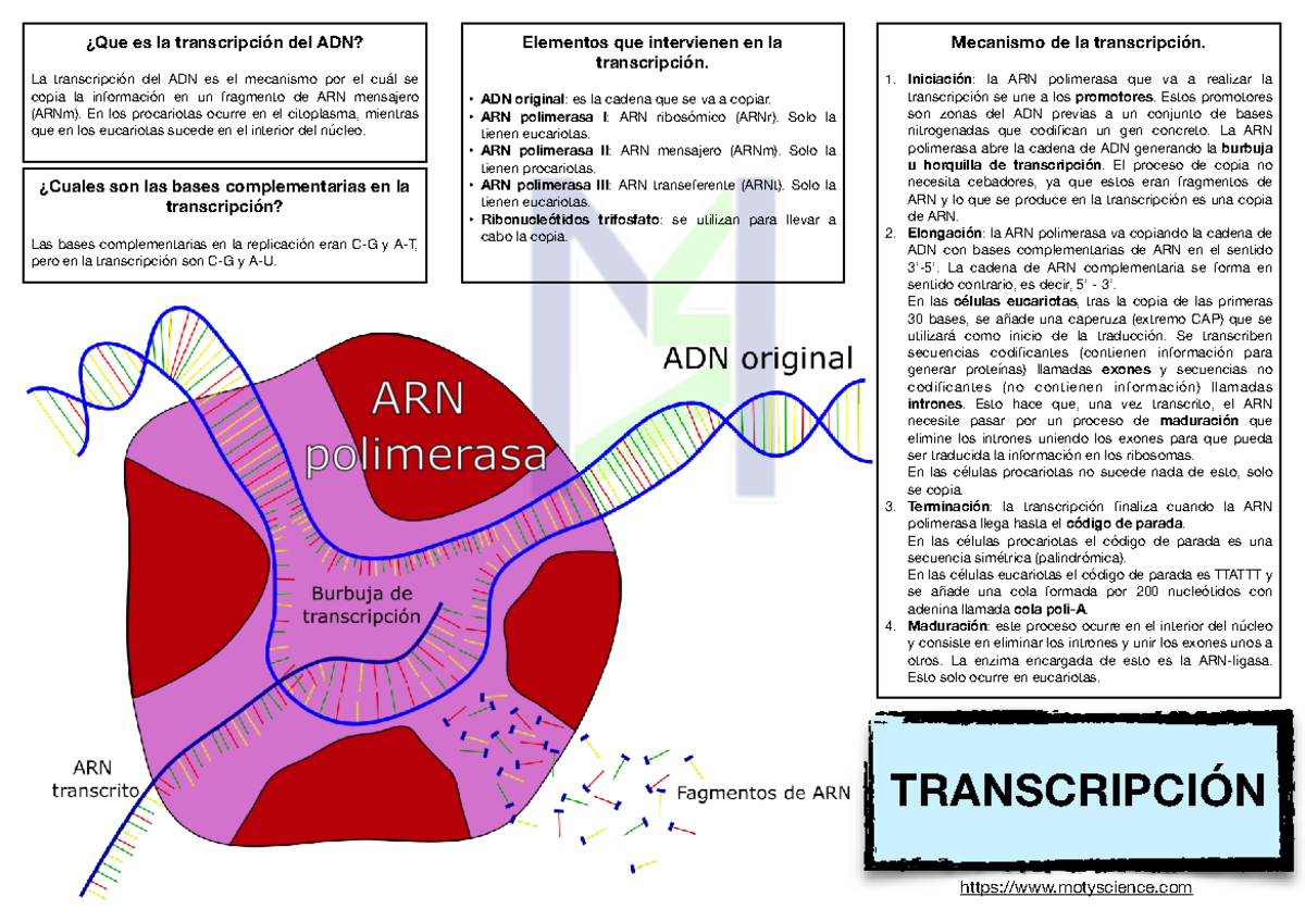 15 - Vxjgxigx - Elementos que intervienen en la transcripción. ADN original: es la cadena que se ...