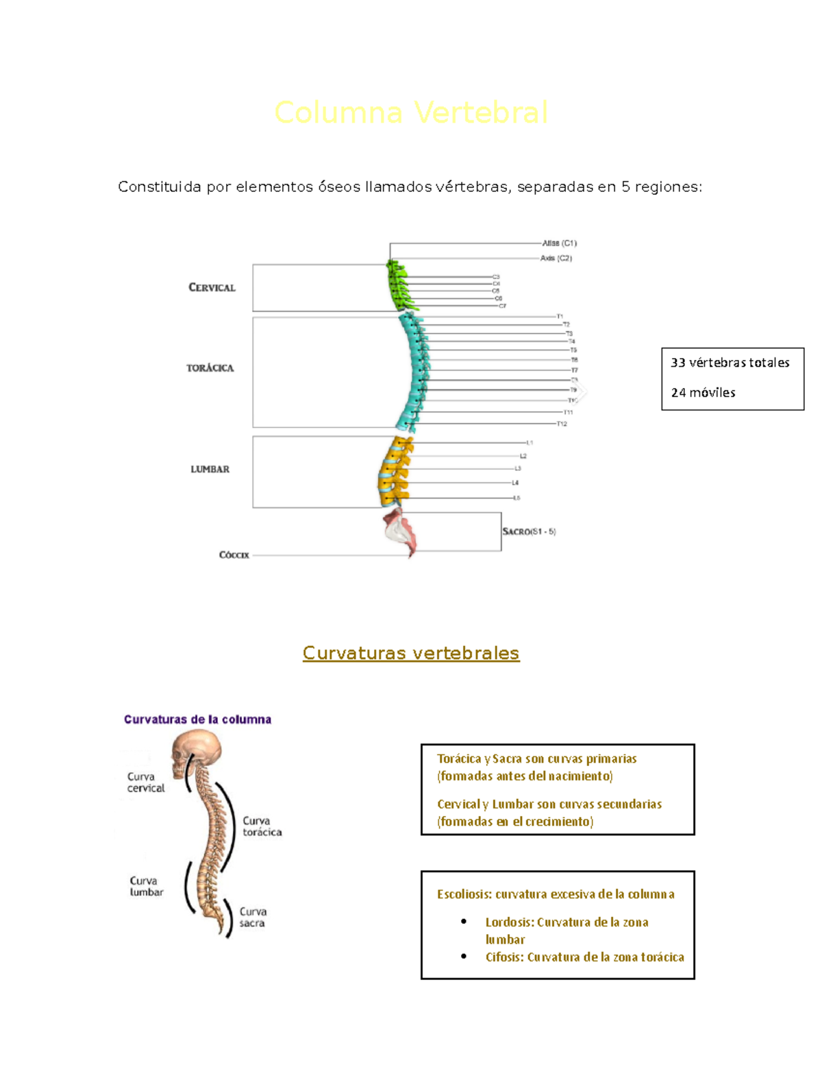 Columna Vertebral real - Columna Vertebral Constituida por elementos ...