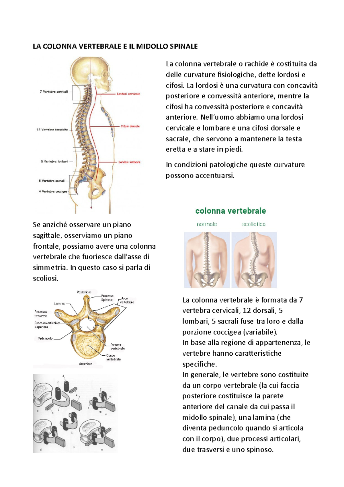 LA Colonna Vertebrale E IL Midollo Spinale - LA COLONNA VERTEBRALE E IL ...
