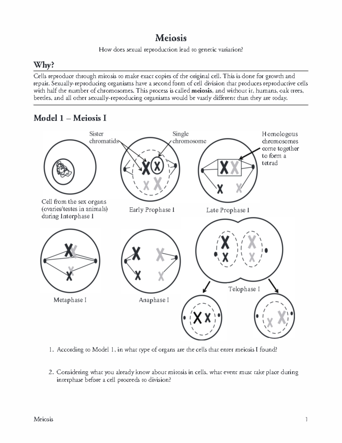 BIO Recitation - Pogil Meiosis - Meiosis How does sexual reproduction ...