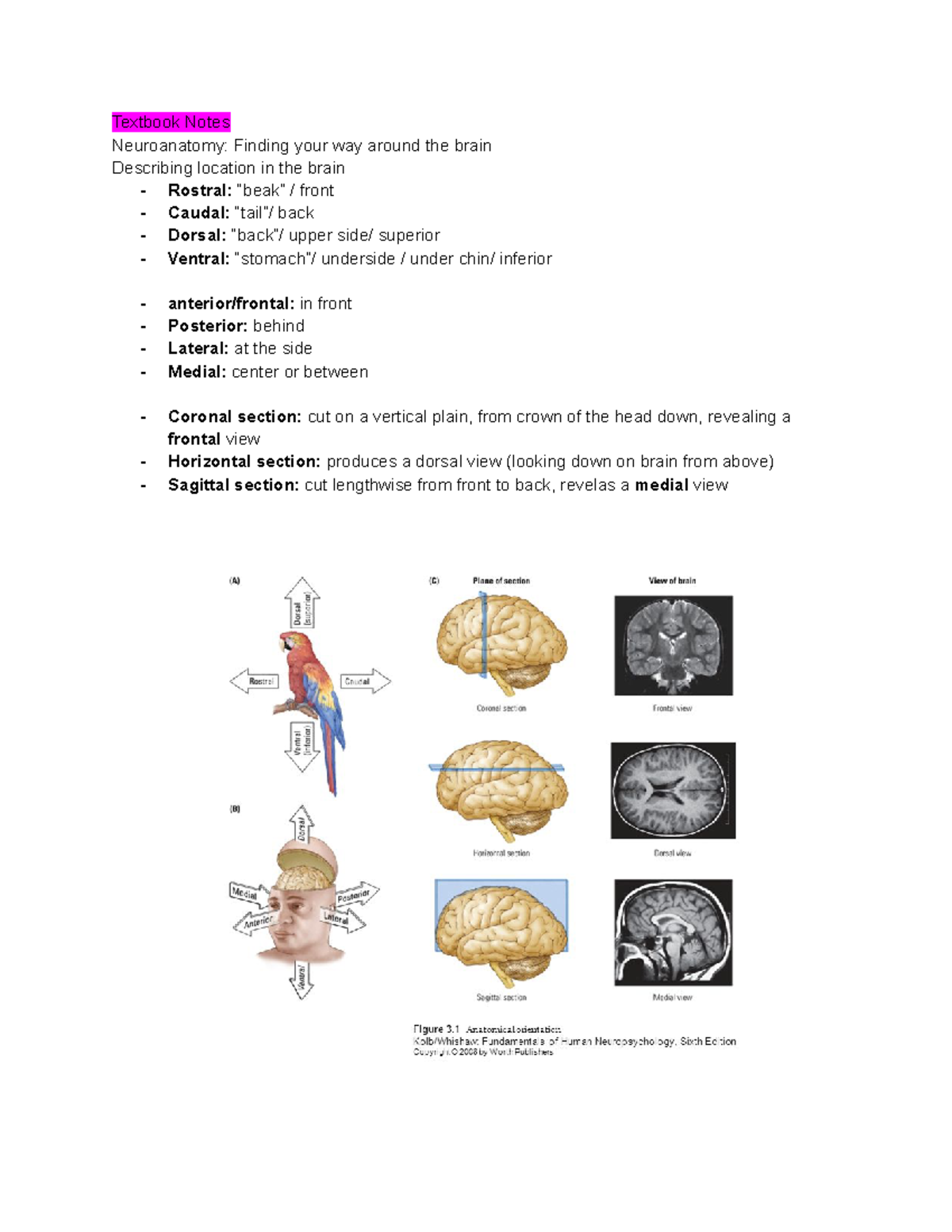 2NF3 - Anatomy of the Nervous System - Textbook Notes Neuroanatomy ...