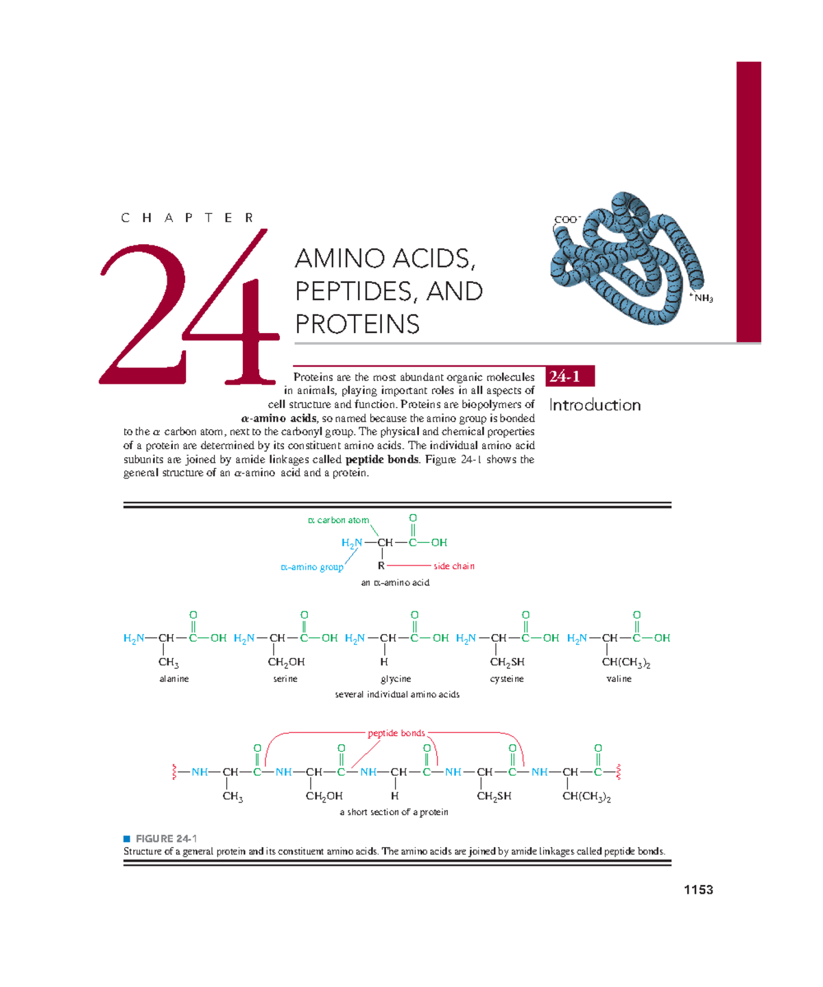 Amino Acids Chapter - Proteins are the most abundant organic molecules ...